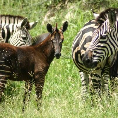 Curiosidades de las Cebras / Curiosities of zebras | Nyala Tours Blog ...